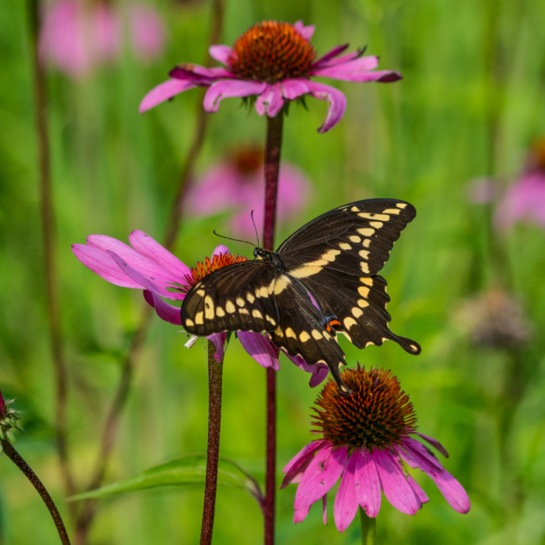 A Lesson in Resilience From an Injured Butterfly - Gary Stine